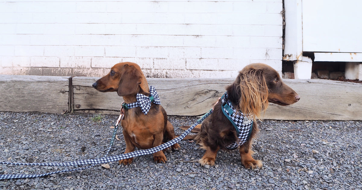 Emerald Envy – PUPSTYLE